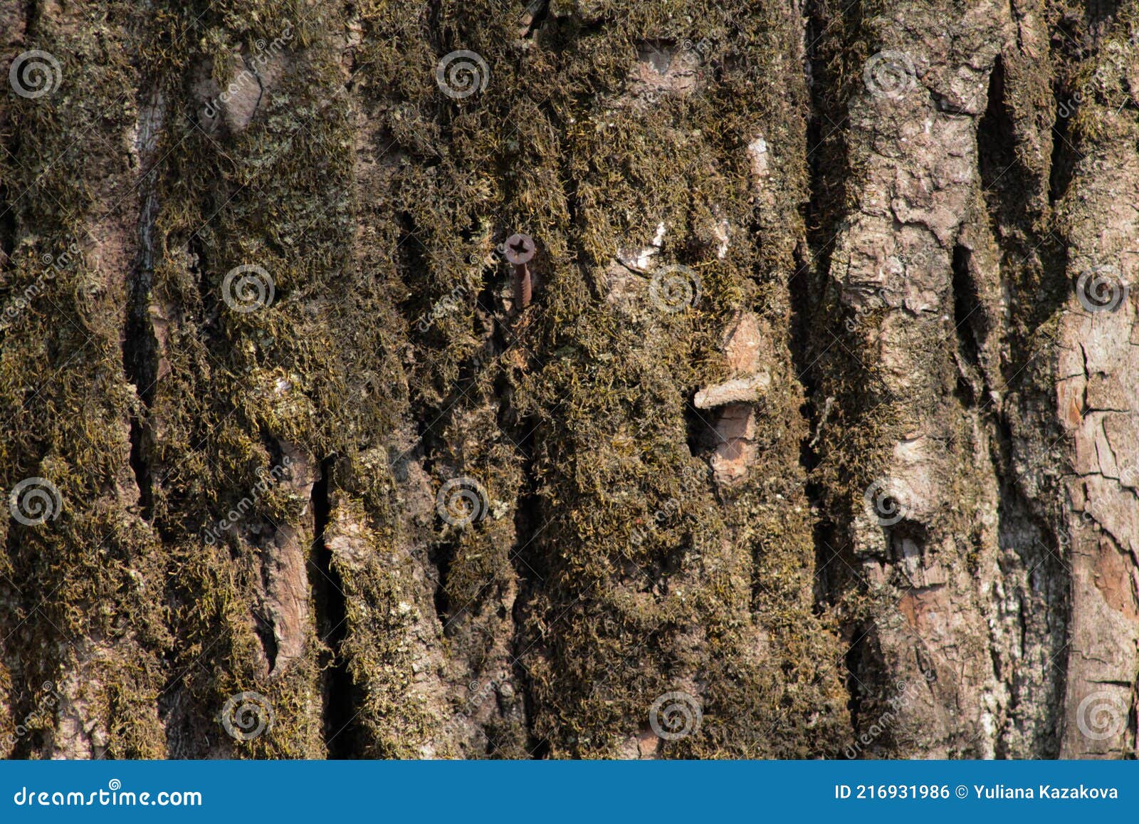 Wood texture with moss stock photo. Image of green, foliage - 216931986
