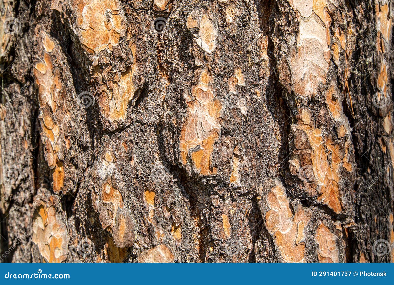 Wood Texture. Natural Wooden Tree Trunk. Wood Grain Pine. Much Mixed ...