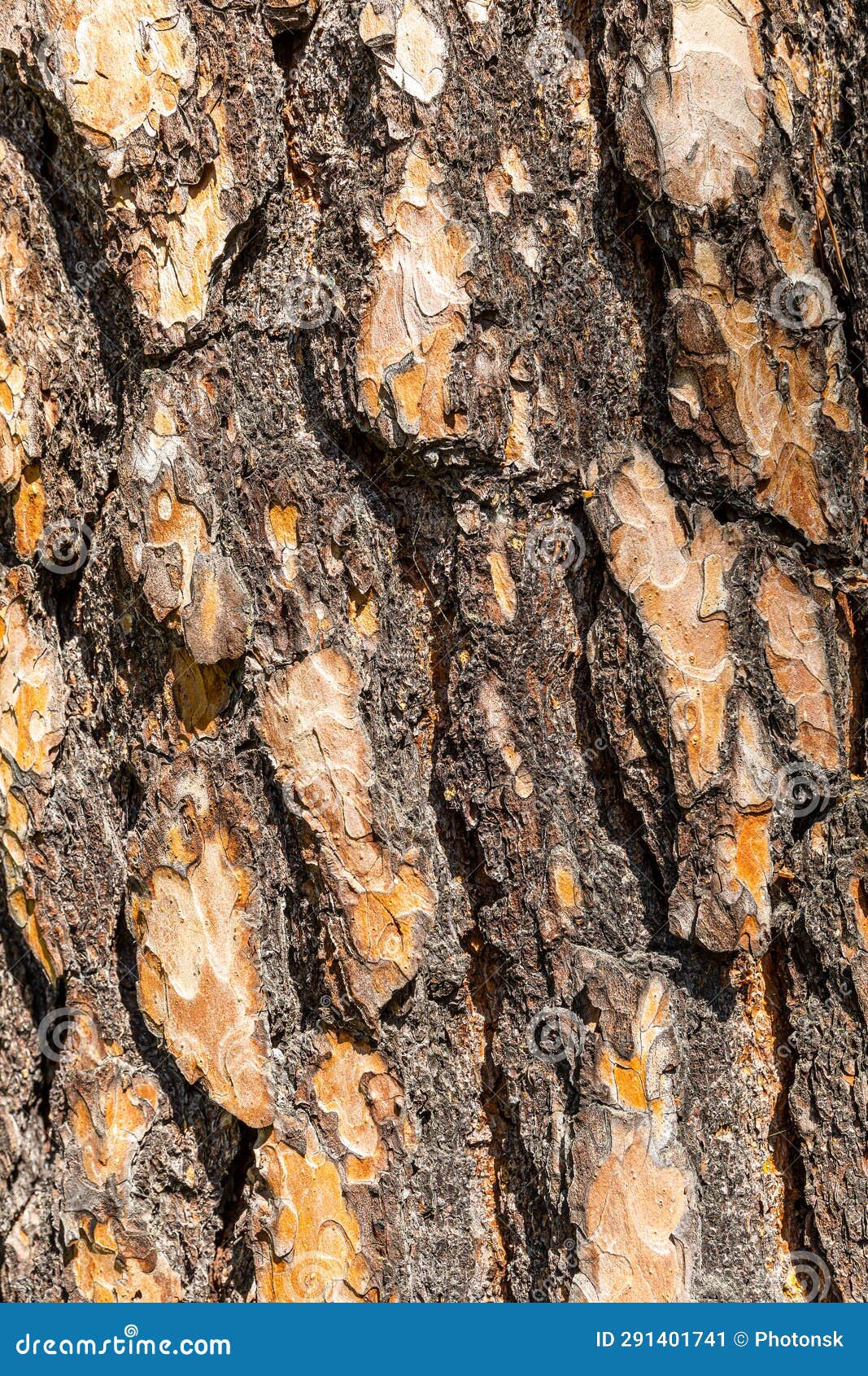 Wood Texture. Natural Wooden Tree Trunk. Wood Grain Pine. Much Mixed ...