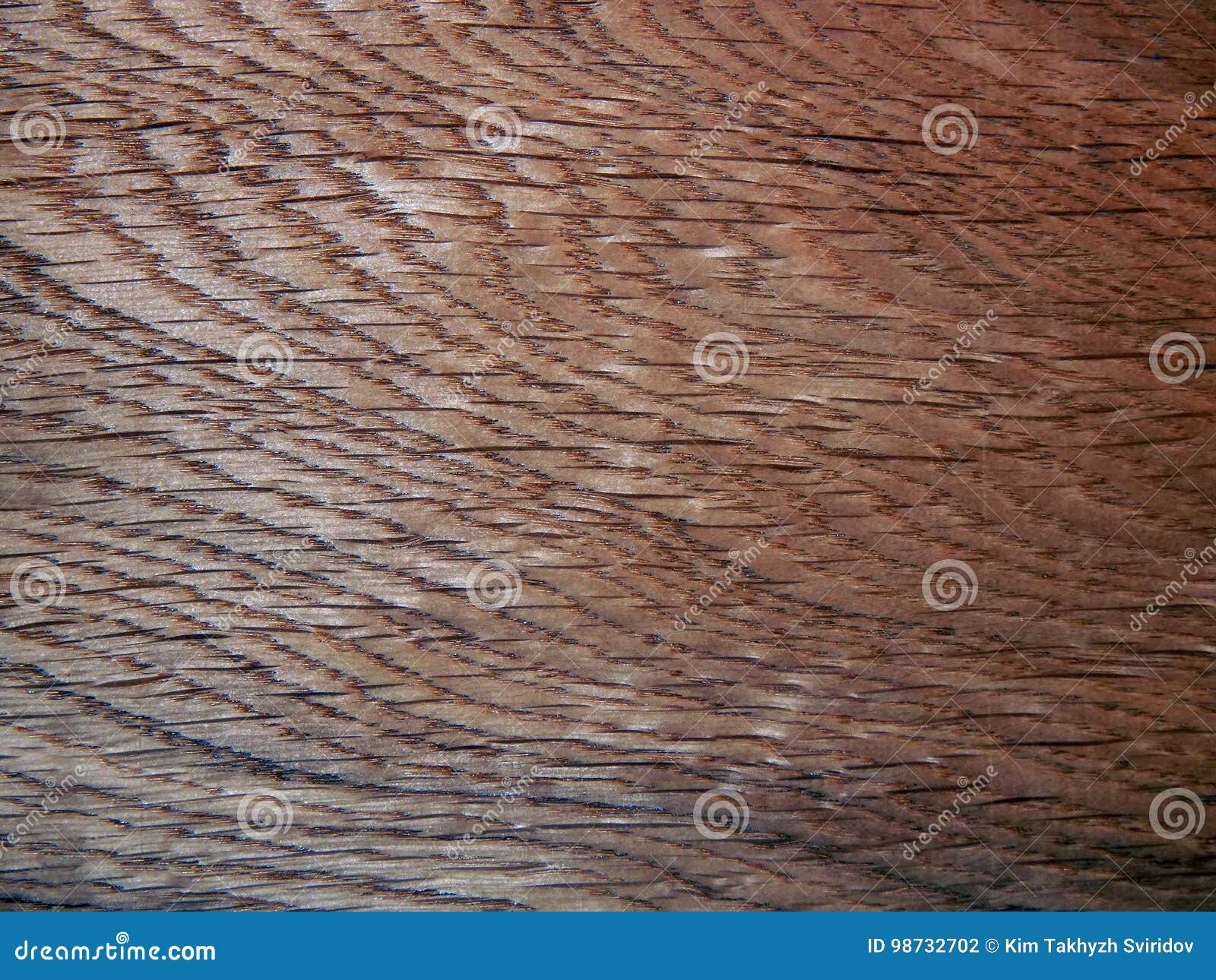 Wood Texture. Oak Tree Sheet Surface Stock Photo - Image of grain ...