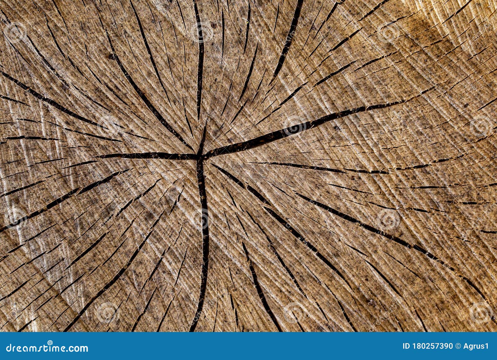 Trunk Wooden Cross Section Texture With Tree Annual Rings. Old Tree ...