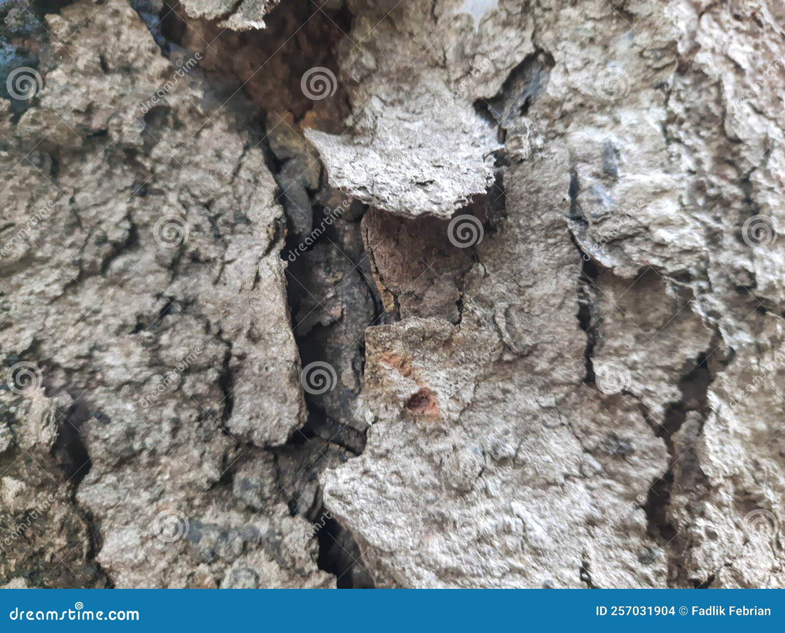 Wood Texture of Tree Bark with Blur Effect Stock Photo - Image of bark ...