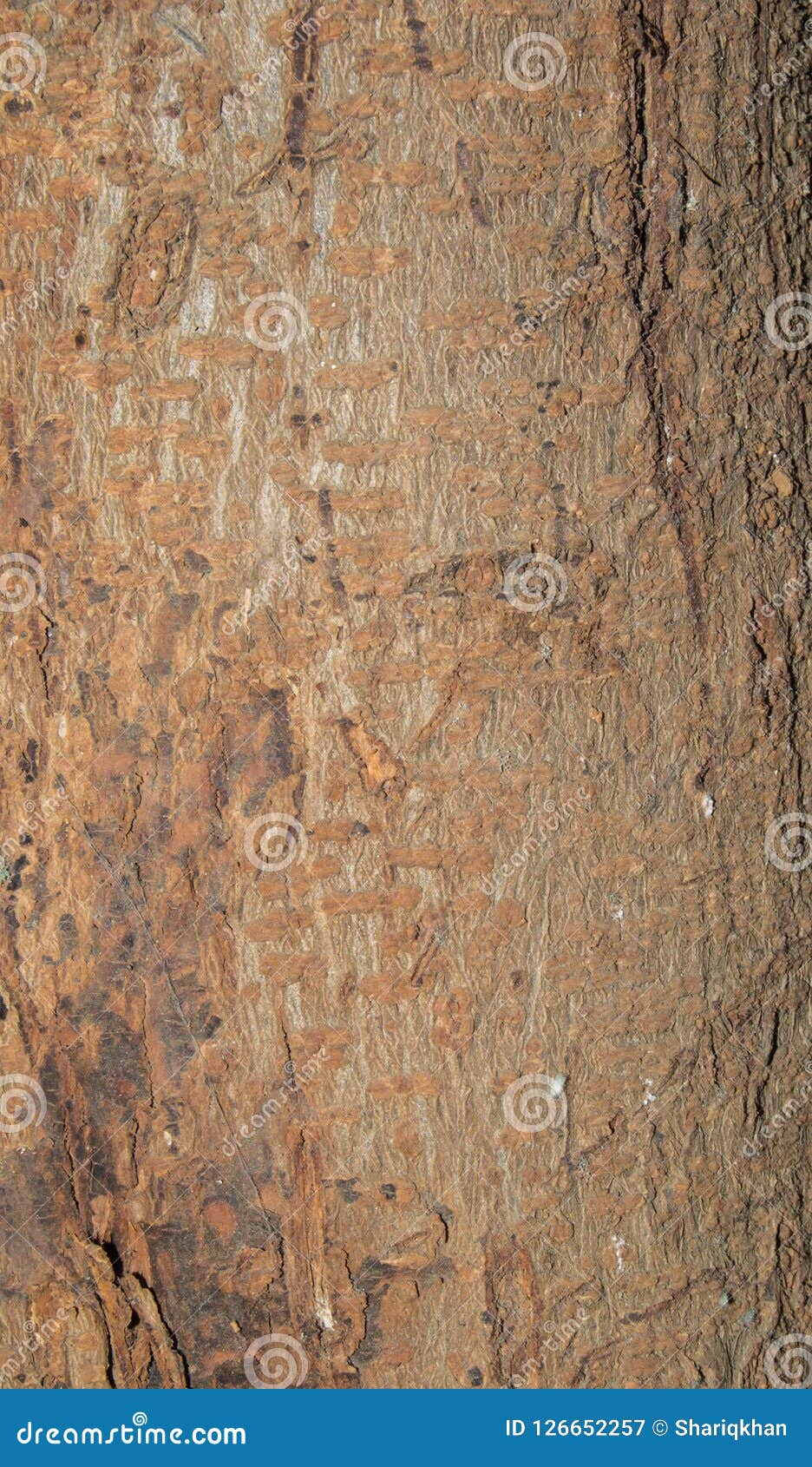Wood Texture Pattern Tree Trunk Stock Image - Image of wooden, truck ...