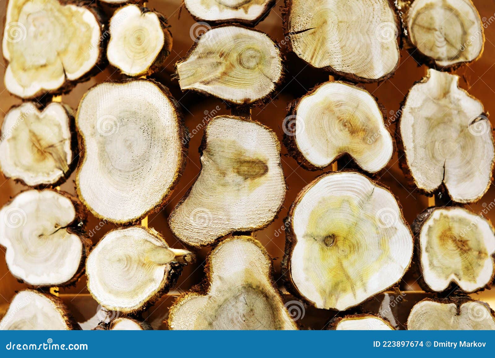 Fragments of a Sawn Tree with Painful Damage To the Trunk by Various ...