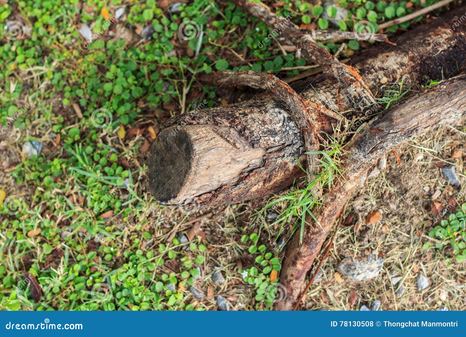 Wood texture and root tree stock photo. Image of natural - 78130508