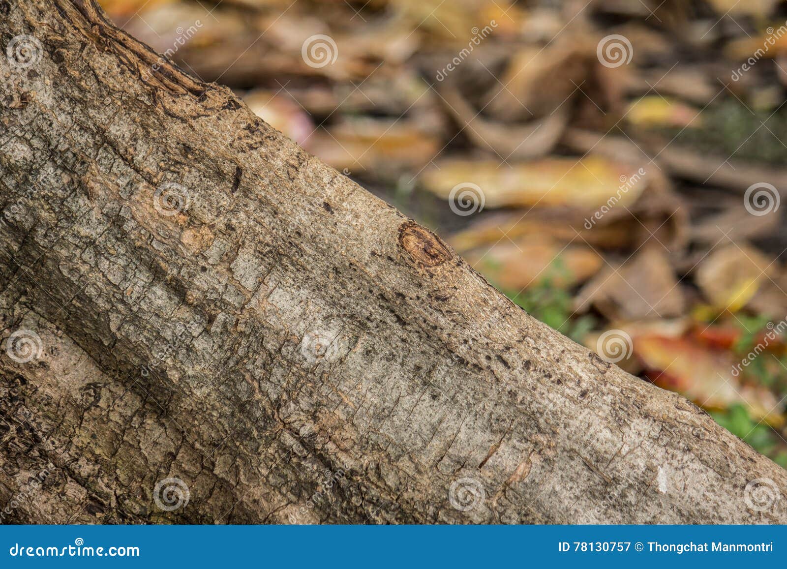 Wood texture and root tree stock image. Image of environment - 78130757