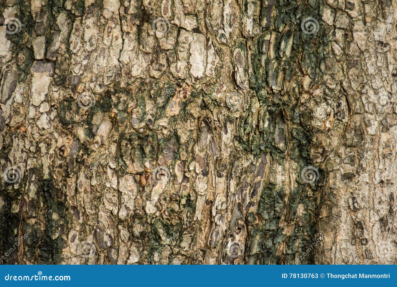 Wood texture and root tree stock image. Image of spring - 78130763