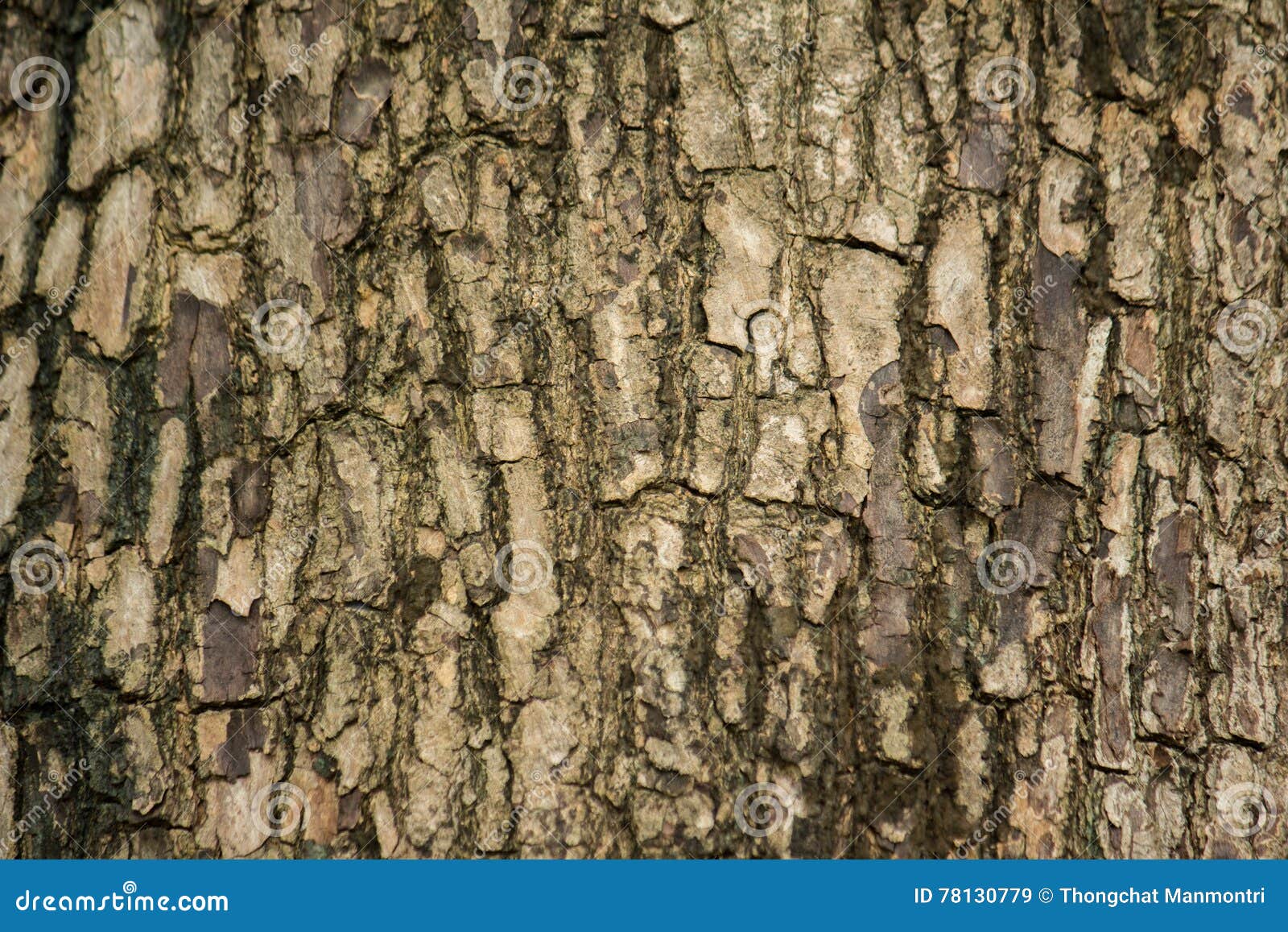 Wood texture and root tree stock image. Image of forest - 78130779