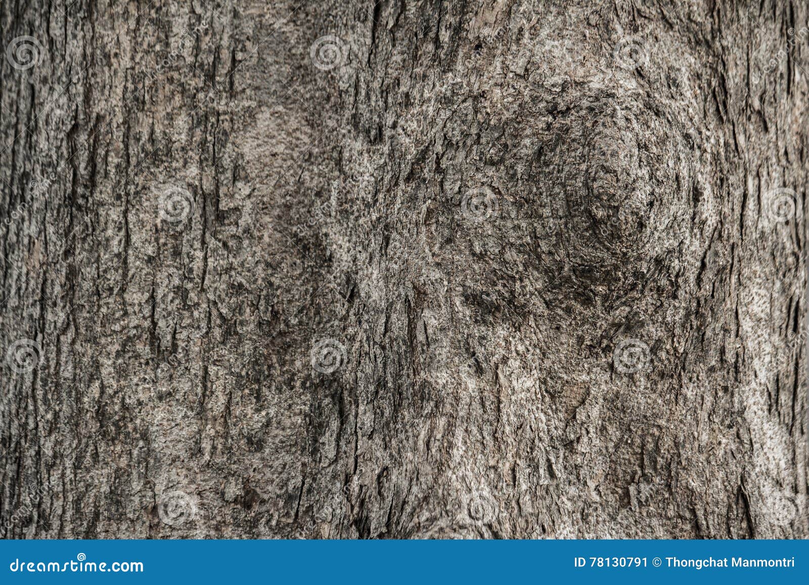 Wood texture and root tree stock image. Image of growth - 78130791