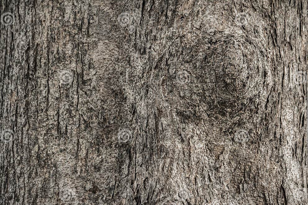 Wood texture and root tree stock image. Image of growth - 78130791