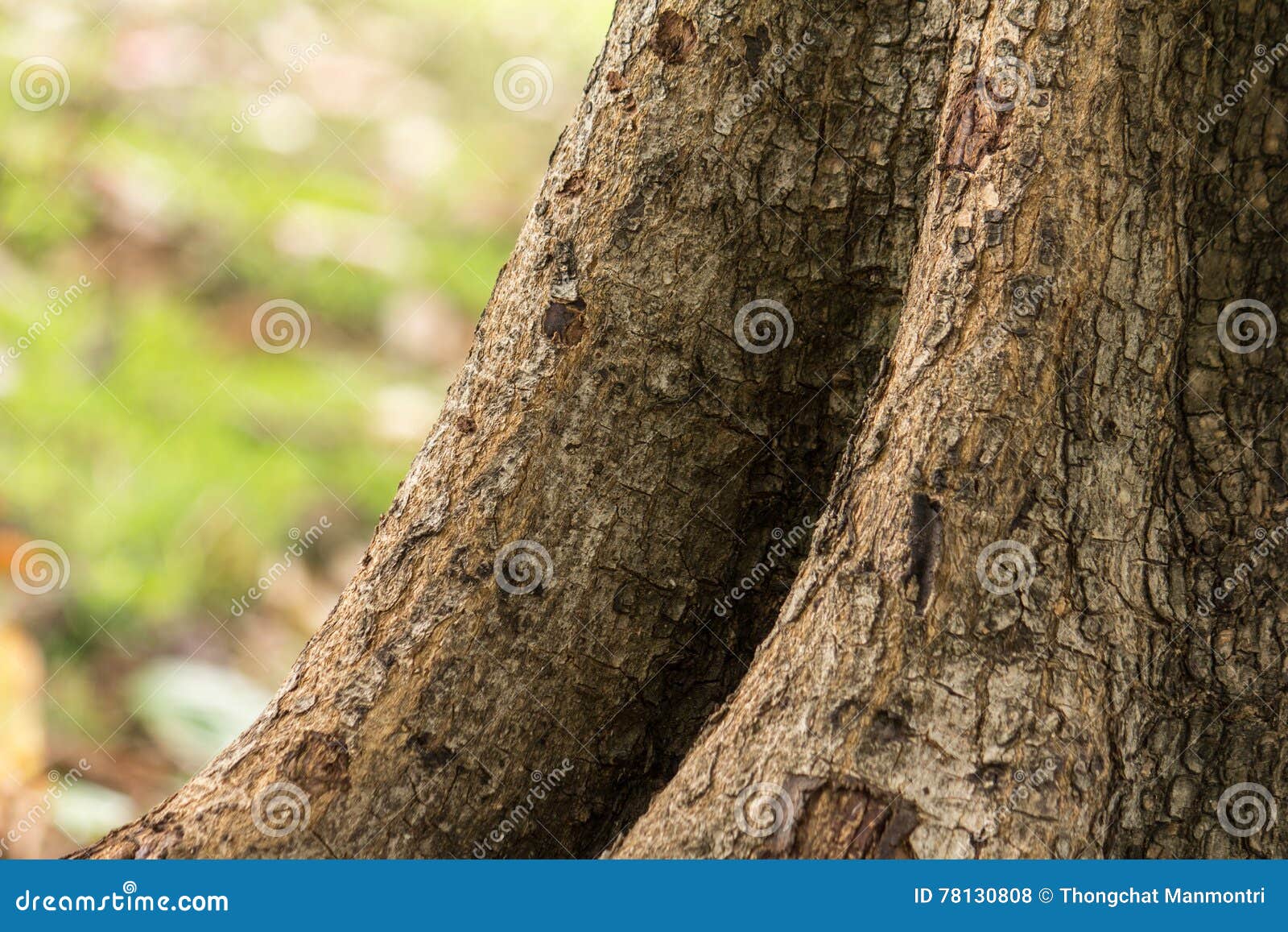 Wood texture and root tree stock photo. Image of spring - 78130808