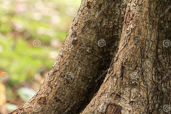 Wood texture and root tree stock photo. Image of spring - 78130808
