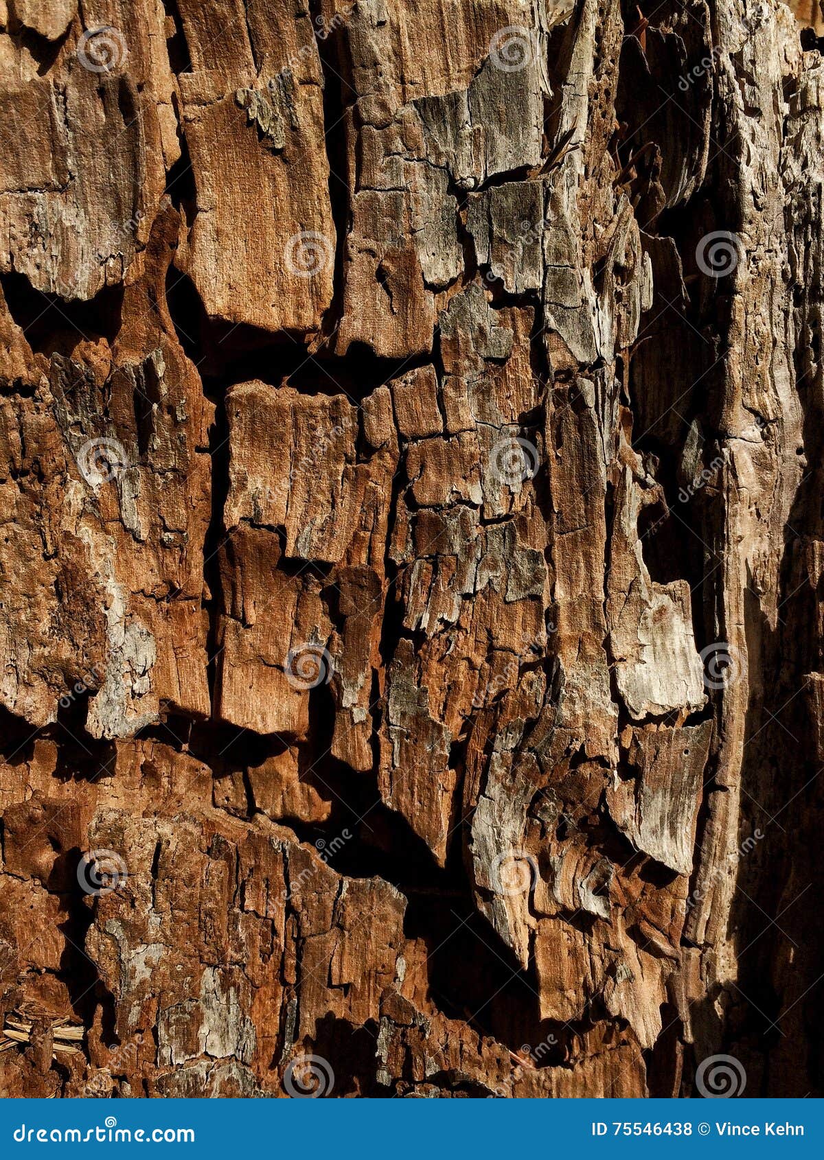 Wood texture 1 stock photo. Image of rotted, texture - 75546438