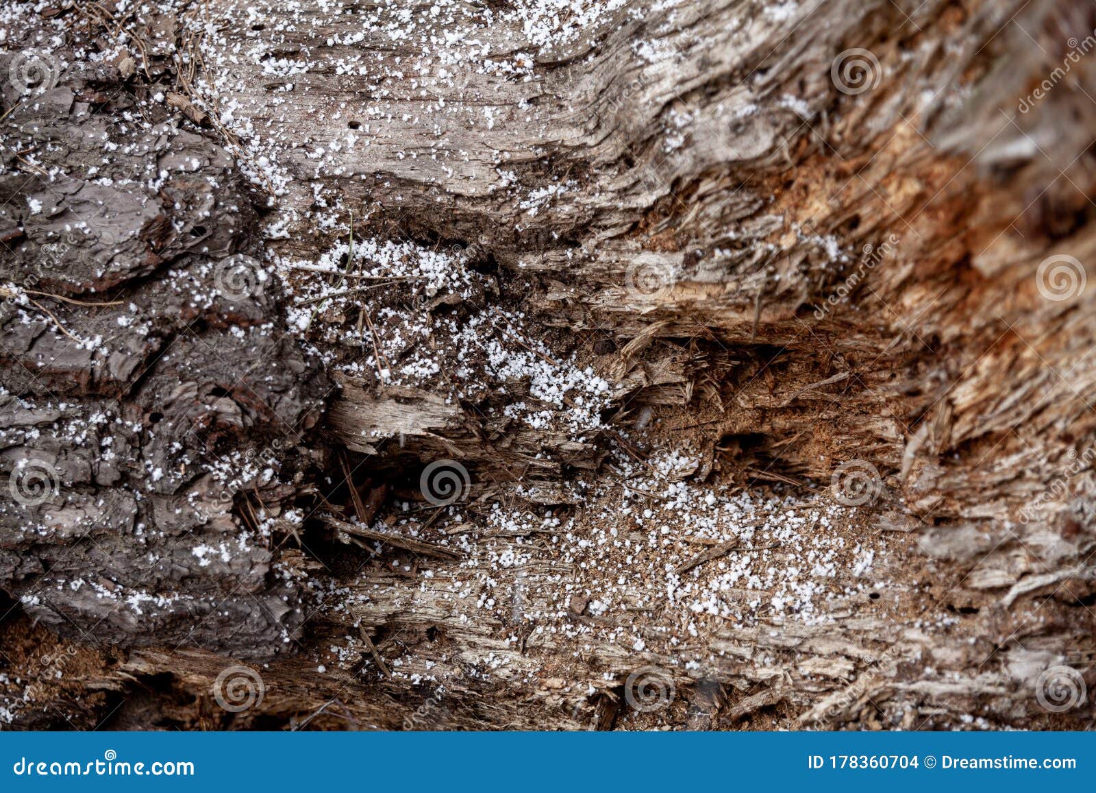 Wood Texture a Rotten Stump Stock Photo - Image of snow, rotten: 178360704