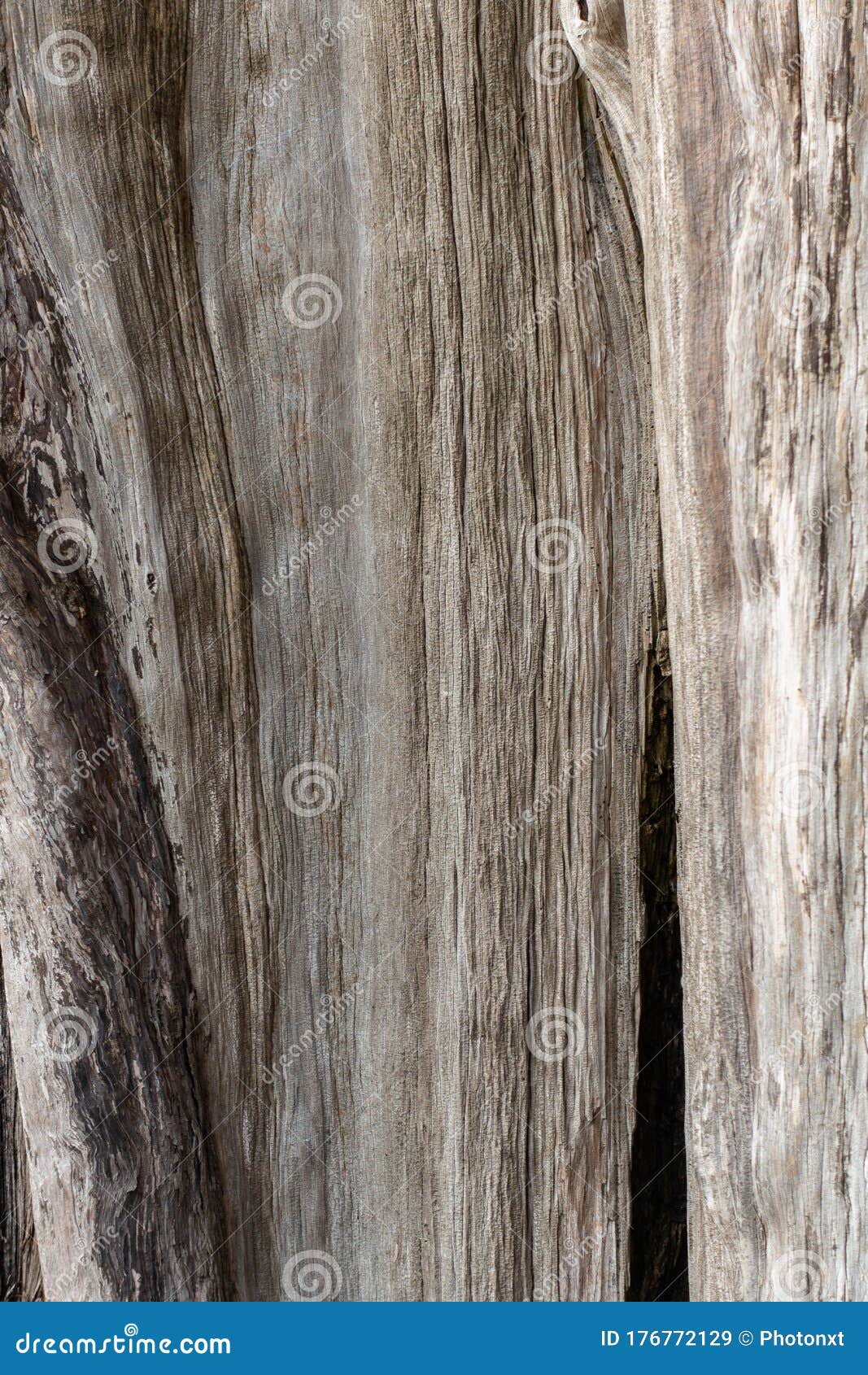 Wood Texture of Rotten Tree Trunk, Close-up, Texture, Background Stock ...