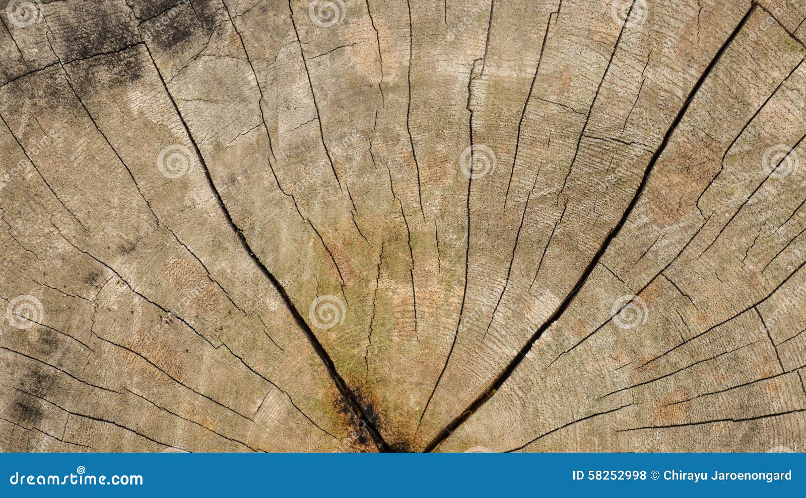 Wood texture stock photo. Image of plant, grain, pattern - 58252998