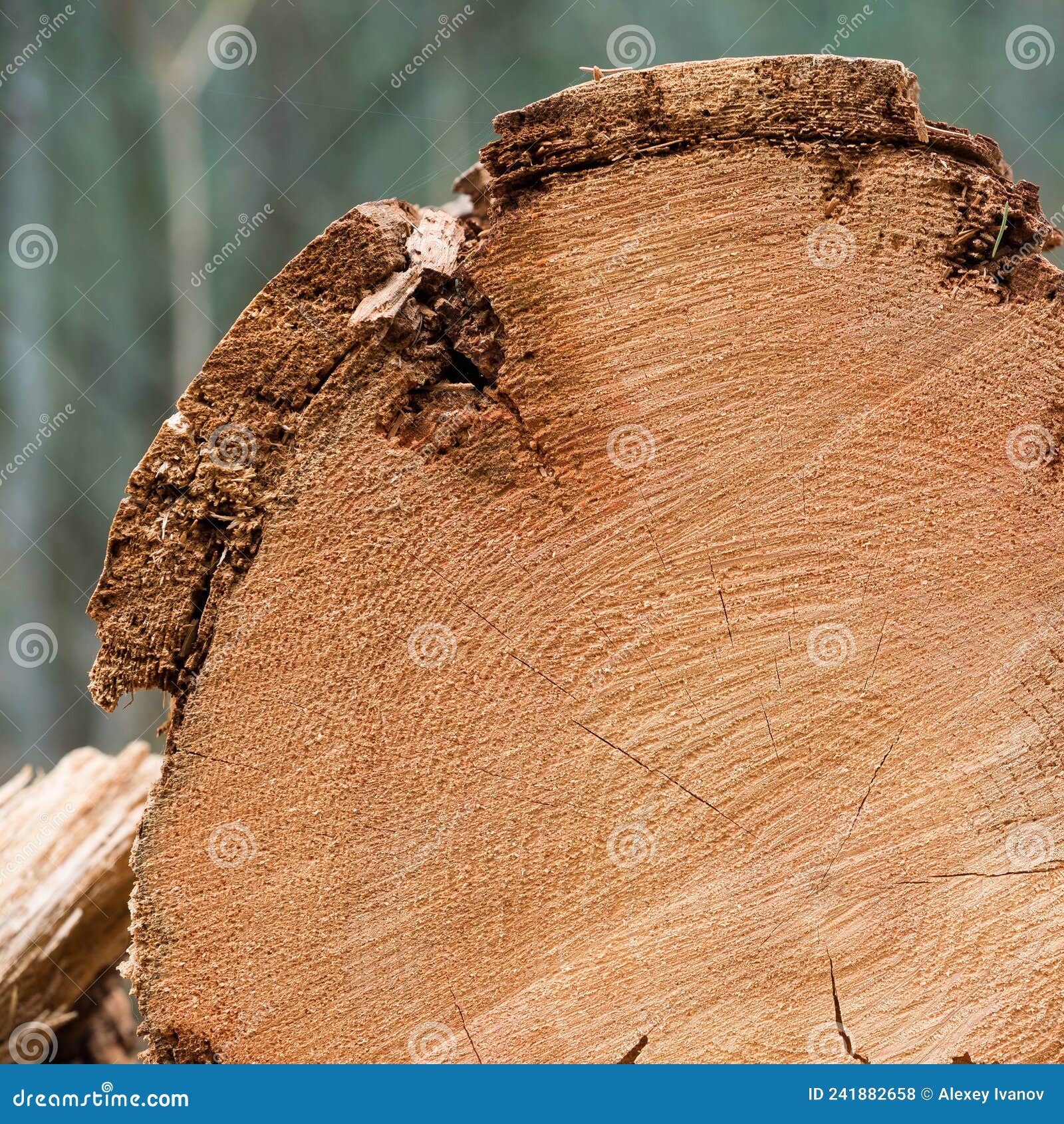 Wood Texture. Slice of Old Tree Wood Stock Photo - Image of slice ...