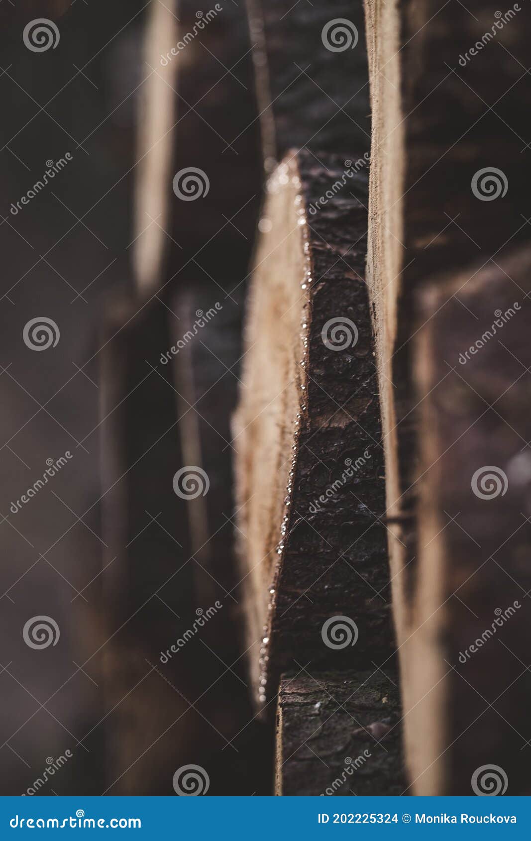 Wood Texture Structure Forest Nature Bokeh Stock Photo - Image of light ...