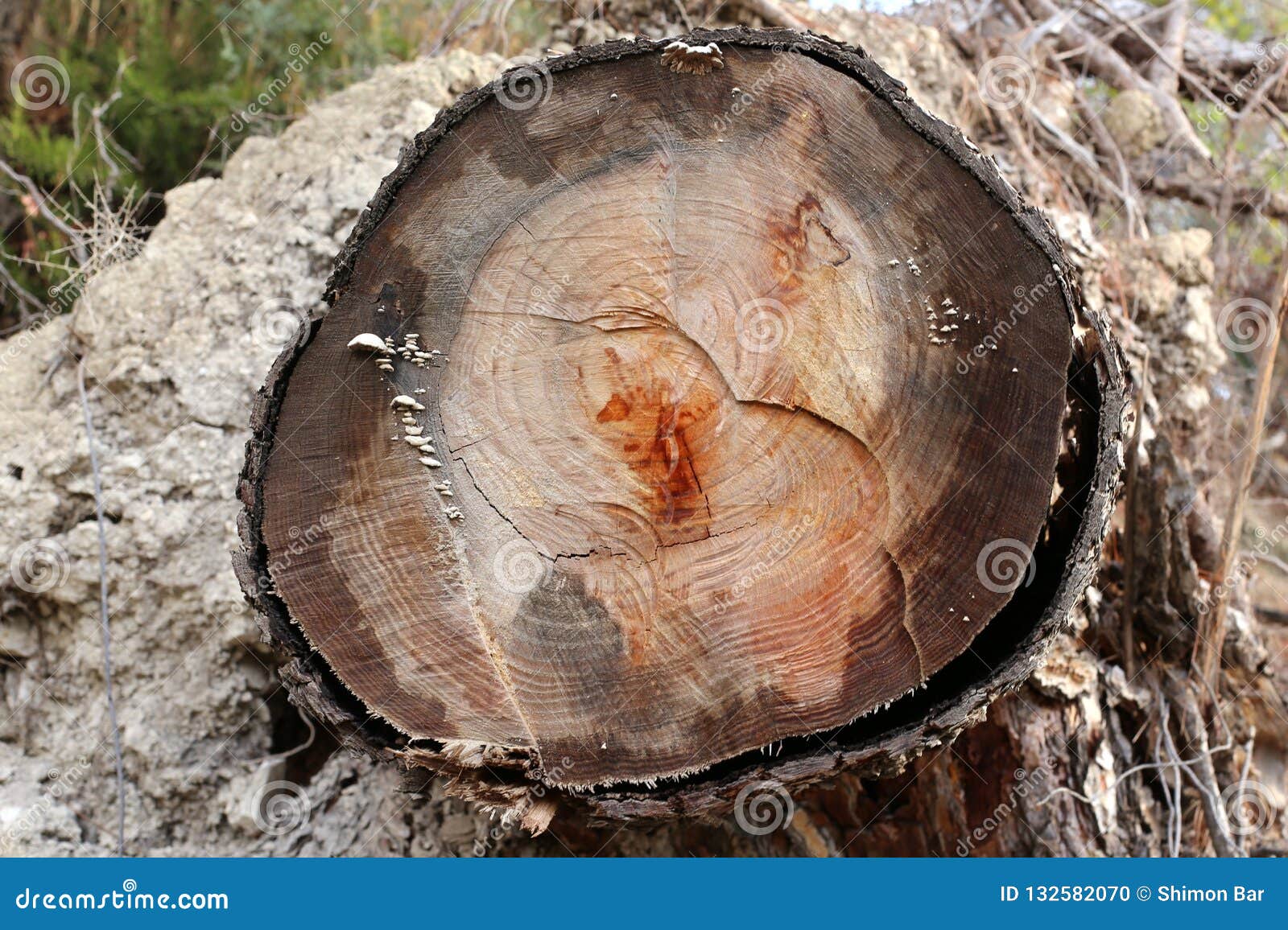 Wood texture and structure stock photo. Image of trunk - 132582070
