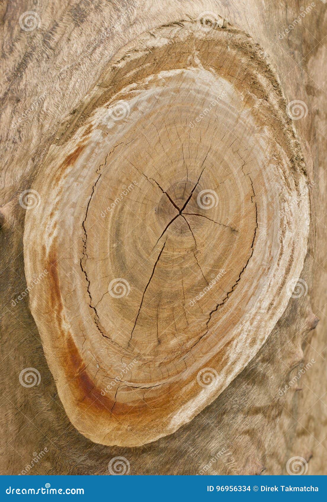 Wood Texture of Cutted Tree Trunk Stock Photo - Image of pattern ...
