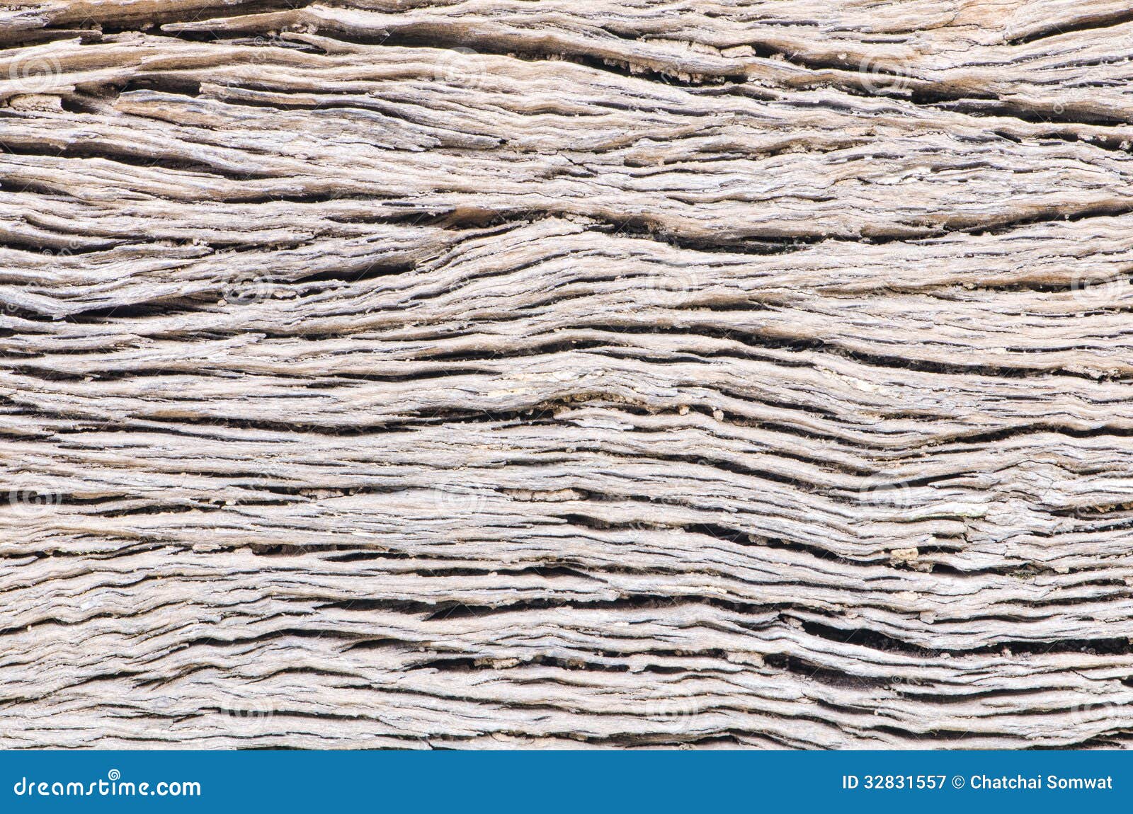 Wood texture stock image. Image of decorative, dried - 32831557