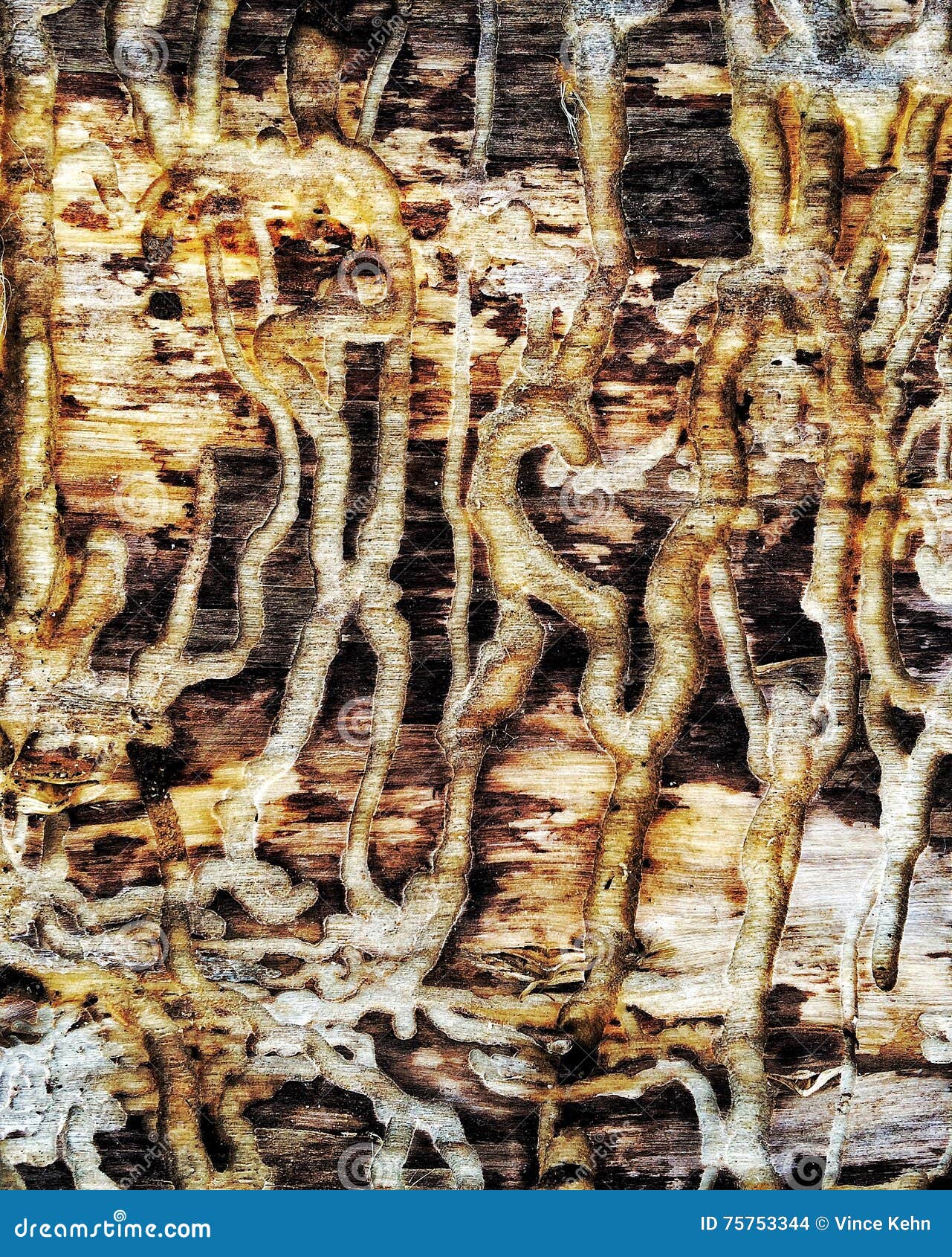 Wood Texture Teredo Stock Photography | CartoonDealer.com #75753344