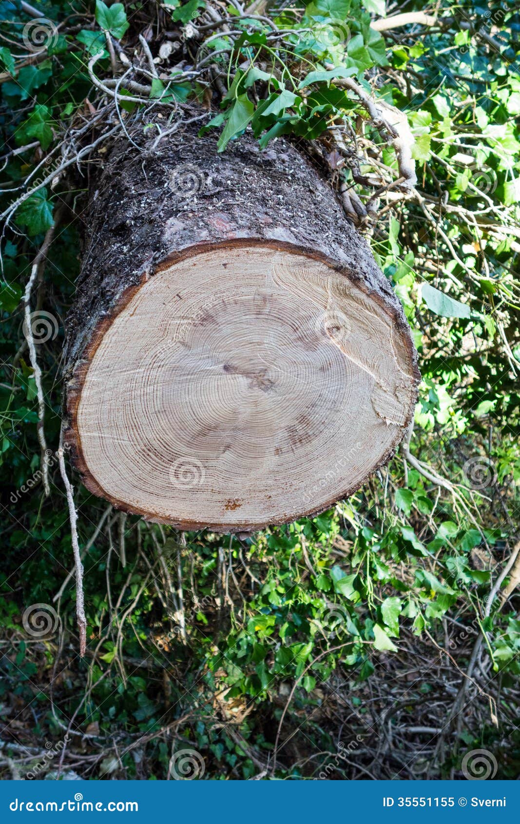 Wood texture stock image. Image of dead, apple, aspen - 35551155