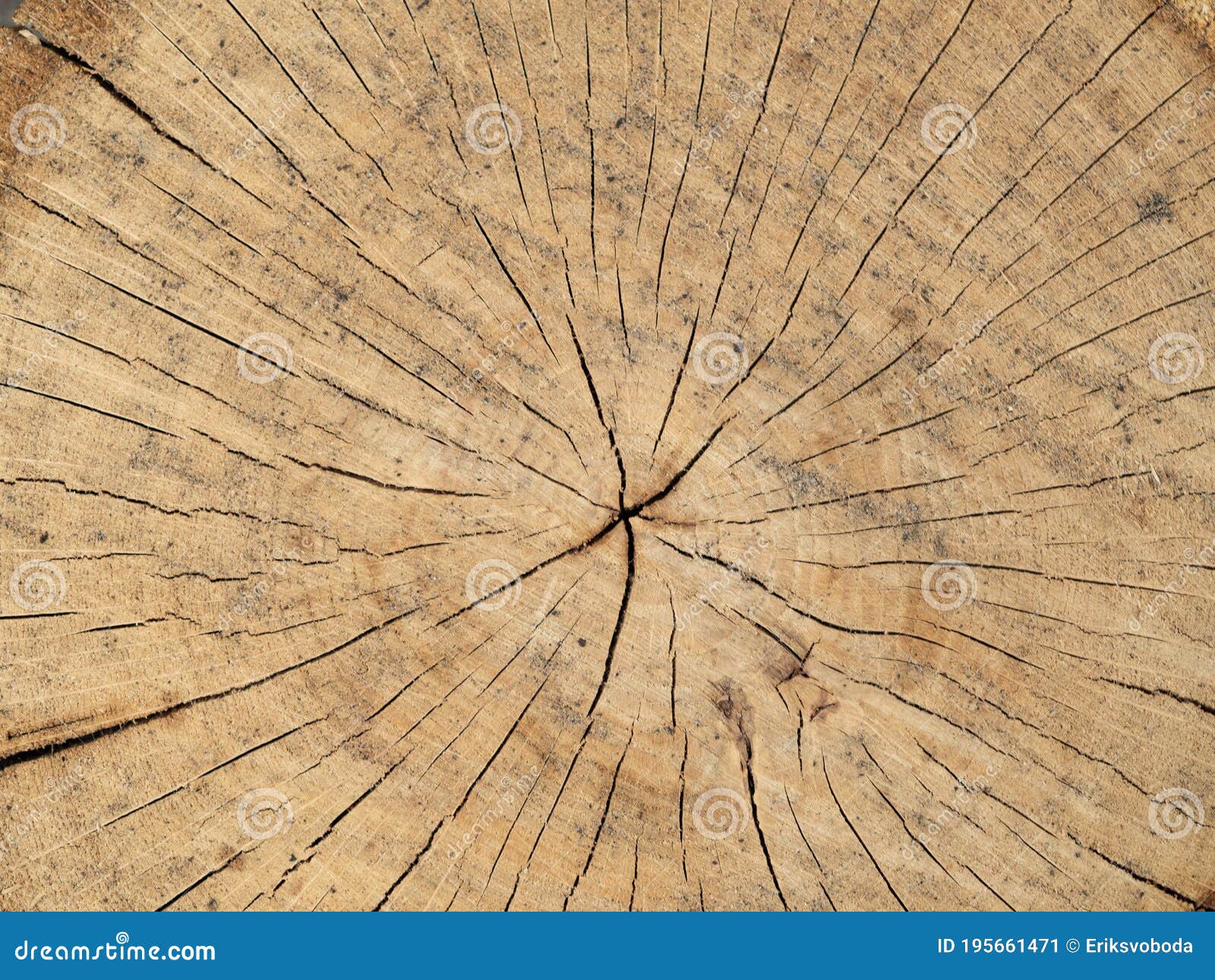 Wood Texture. Top-down View of a Tree Stump Stock Image - Image of tree ...