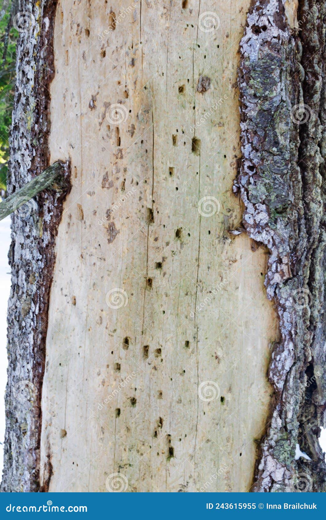 Wood Texture, Tree without Bark. Stock Image - Image of peel, dark ...