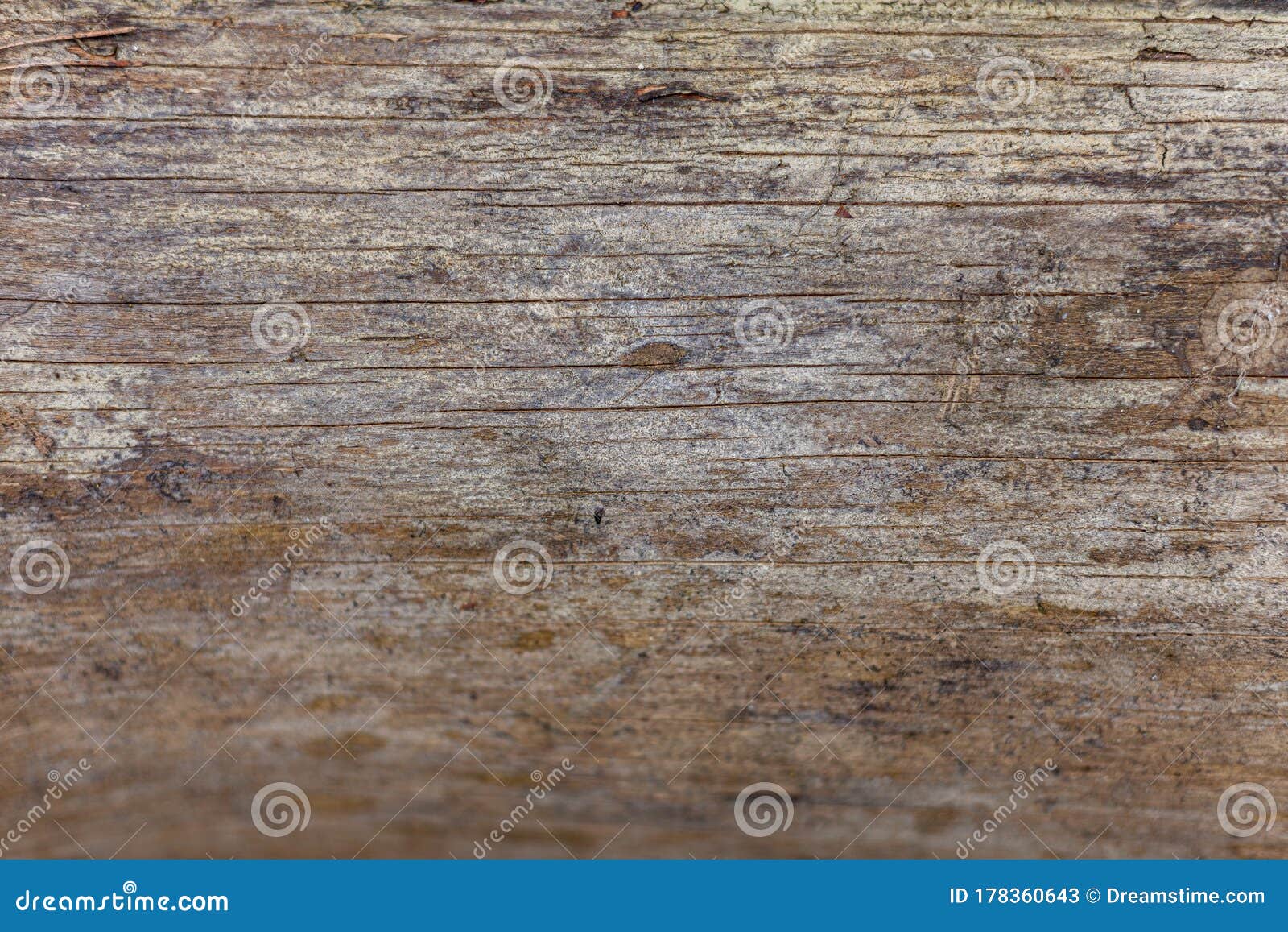 Wood Texture Tree Bark Texture Stock Image - Image of lines, stump ...