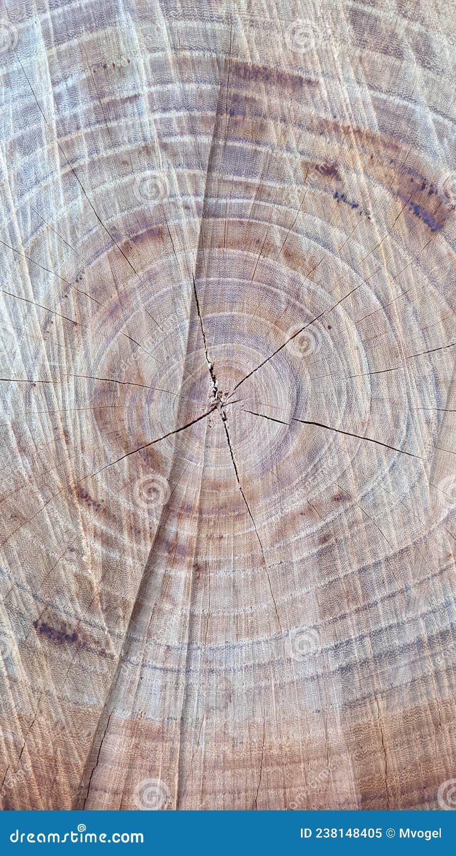 Wood Texture from a Tree in the Forest Stock Image - Image of design ...