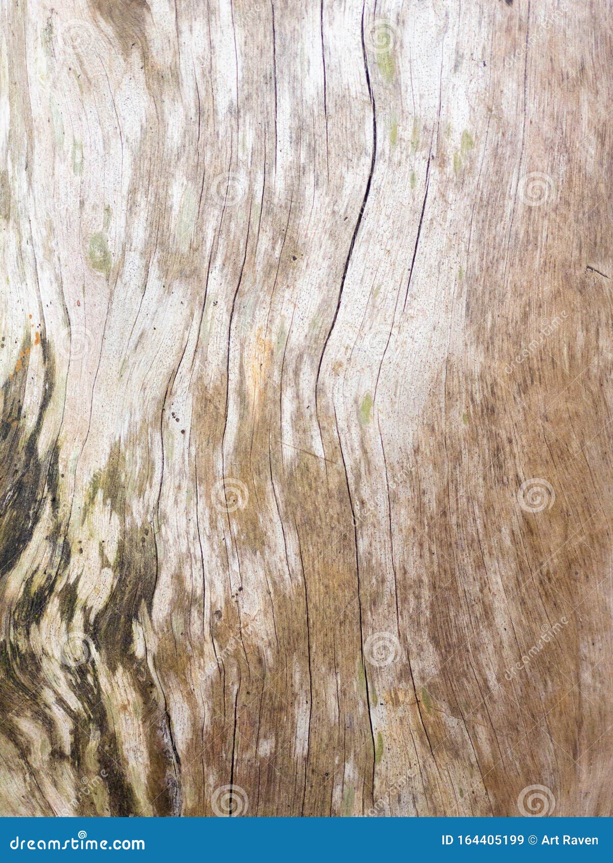 Wood Texture - Tree - Wood Plank Stock Image - Image of plank, panel ...