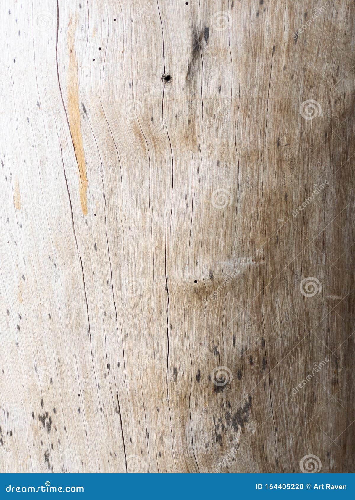 Wood Texture - Tree - Wood Plank Stock Photo - Image of wood, plank ...