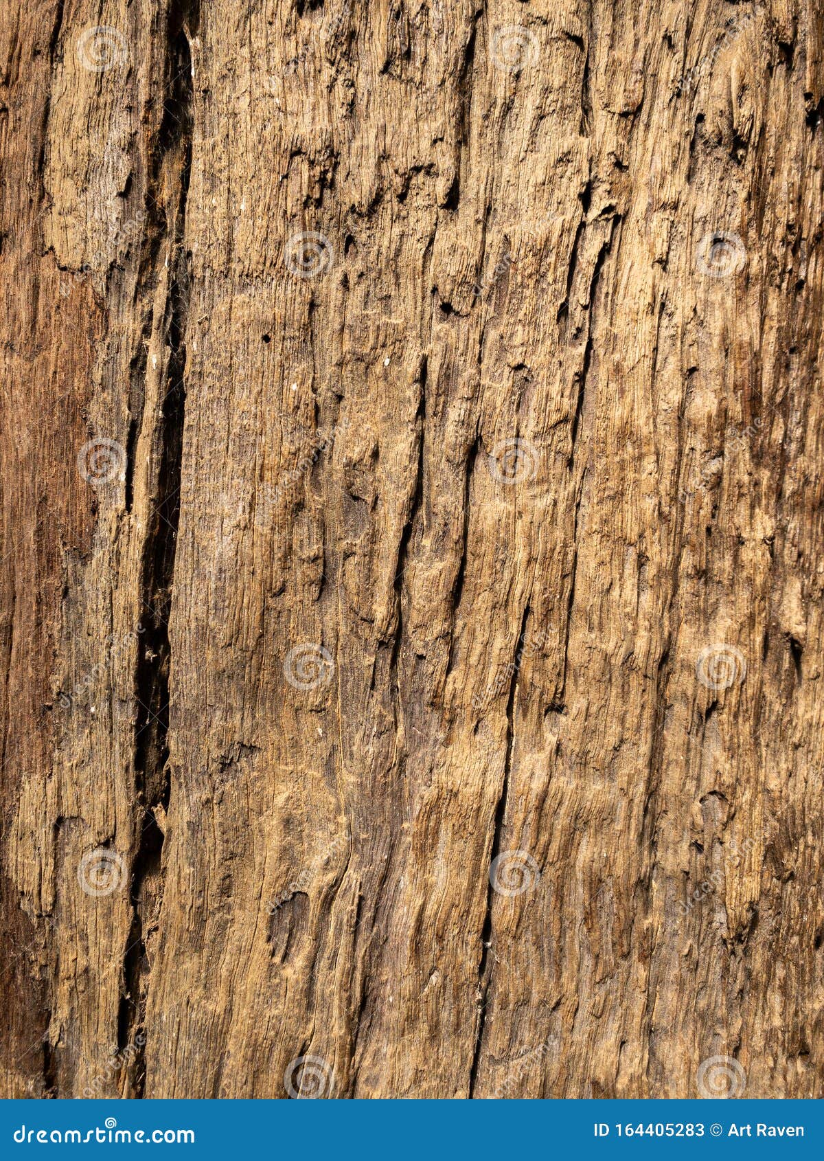 Wood Texture - Tree - Wood Plank Stock Image - Image of wood, nature ...