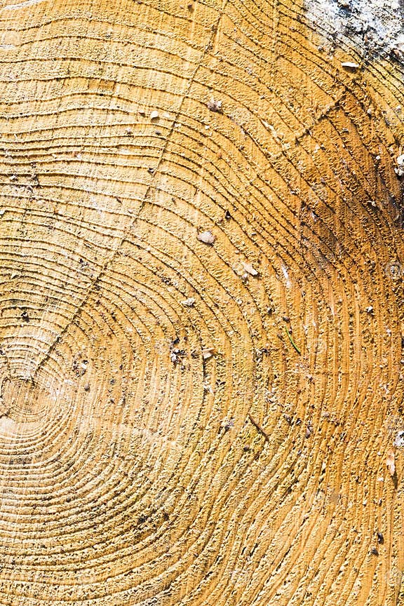 Wood Texture with Tree Rings Stock Photo - Image of slice, forest ...