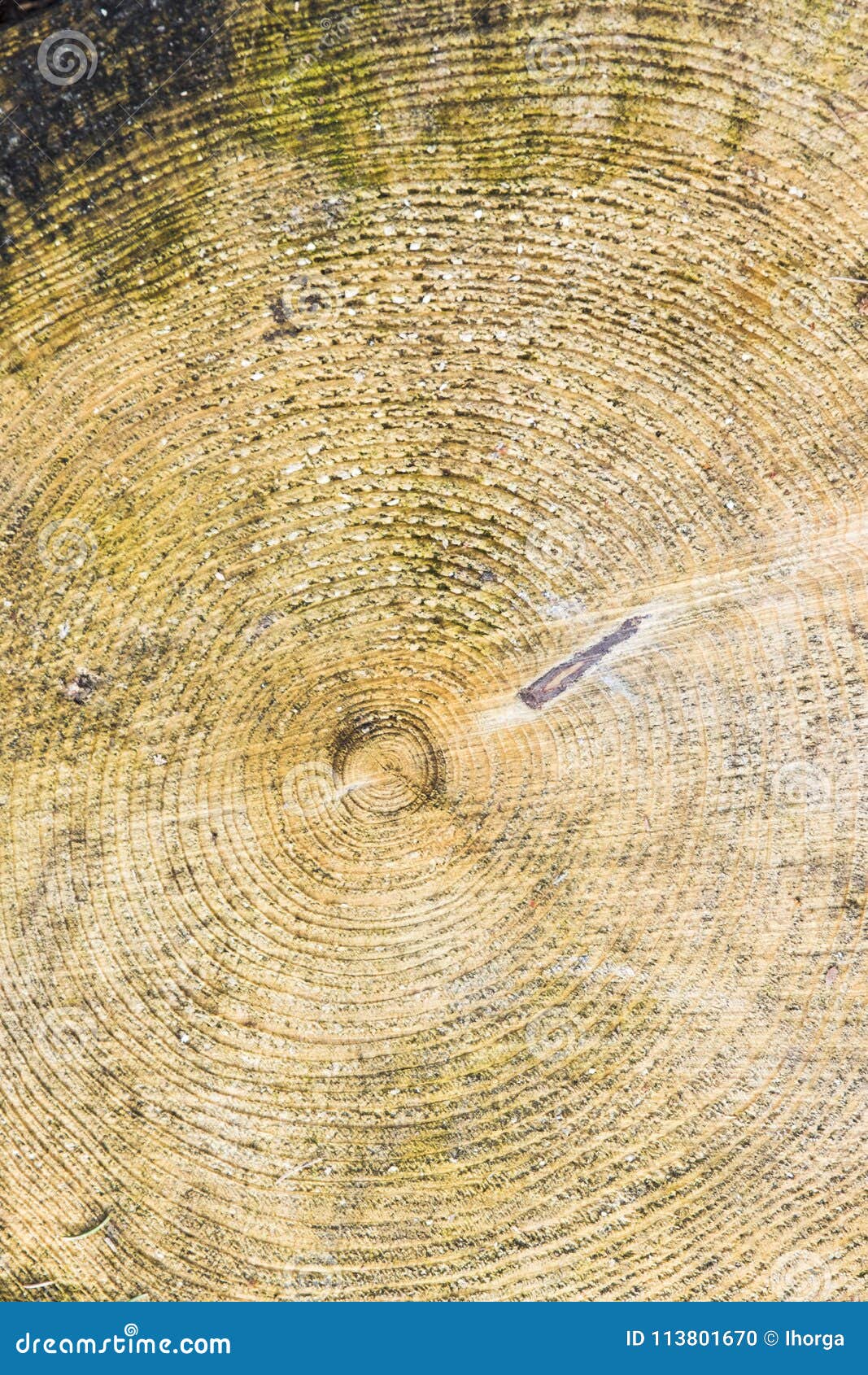 Wood Texture with Tree Rings Stock Photo - Image of slice, striped ...
