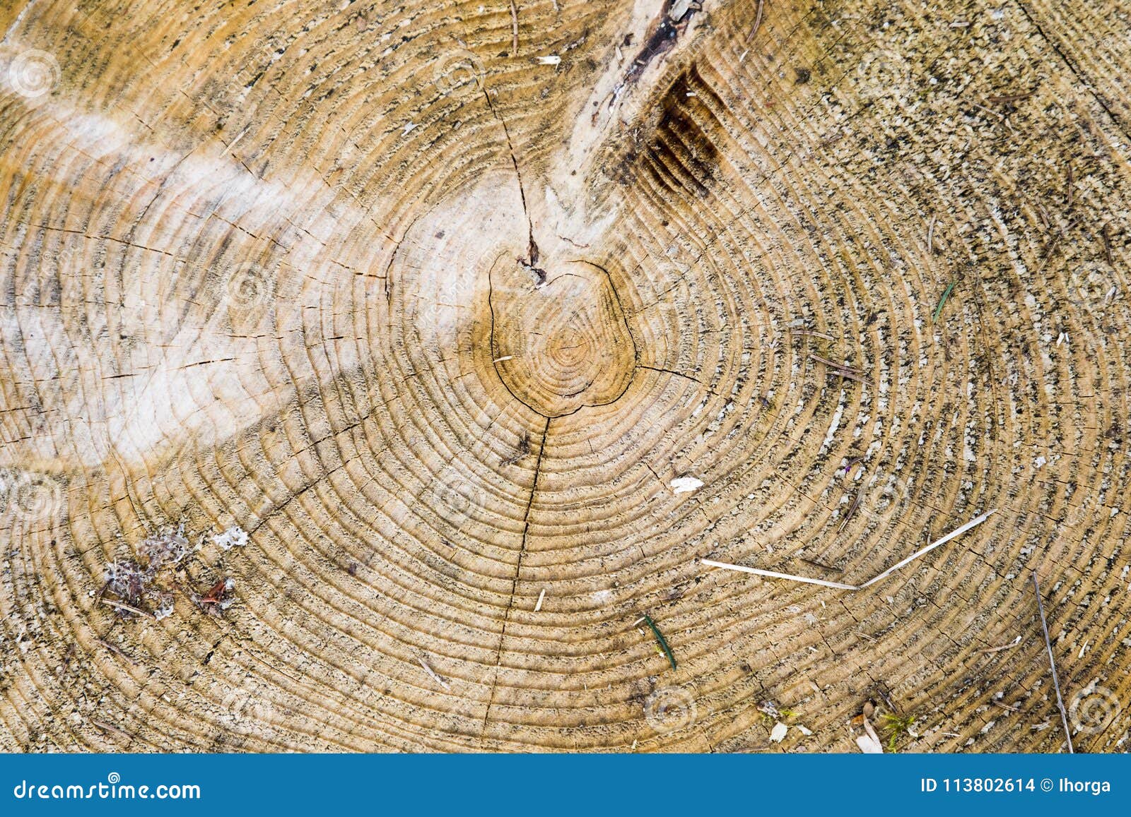 Wood Texture with Tree Rings Stock Photo - Image of rough, history ...