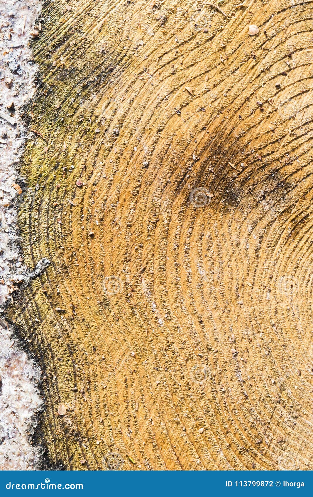 Wood Texture with Tree Rings Stock Photo - Image of concentric, rough ...