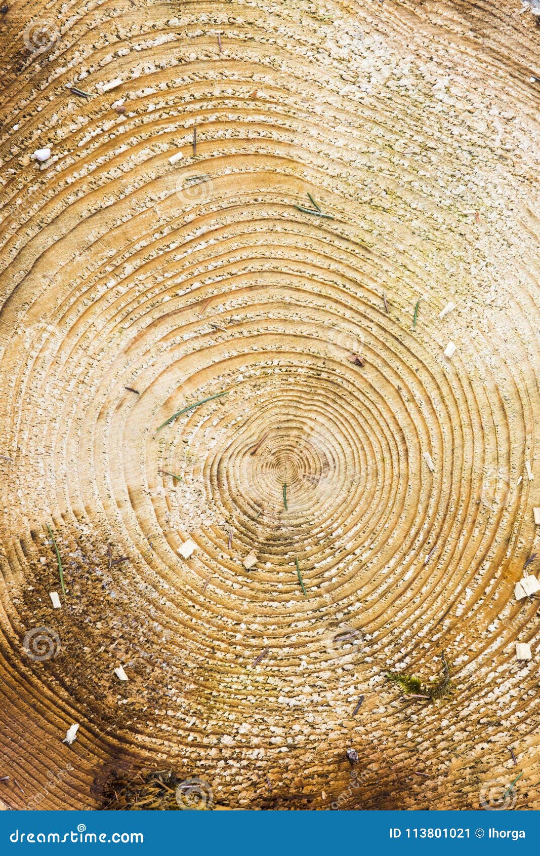 Wood Texture with Tree Rings Stock Image - Image of life, structure ...