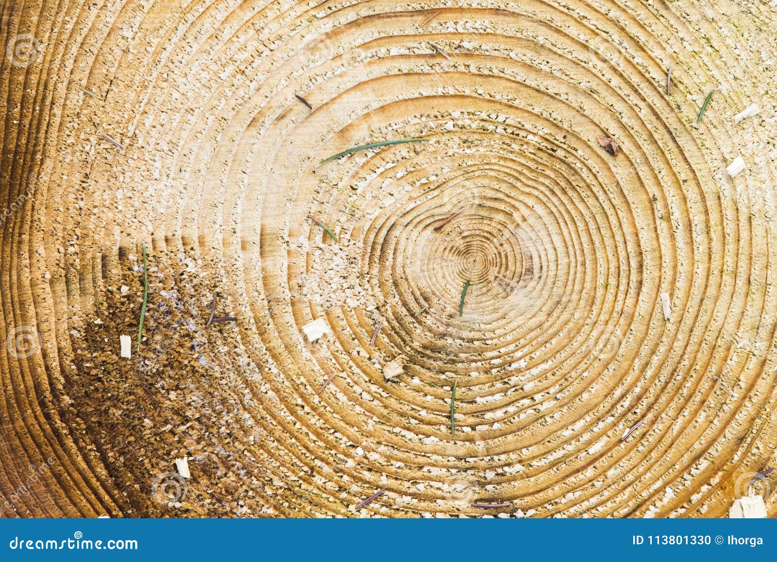 Wood Texture with Tree Rings Stock Photo - Image of structure, abstract ...