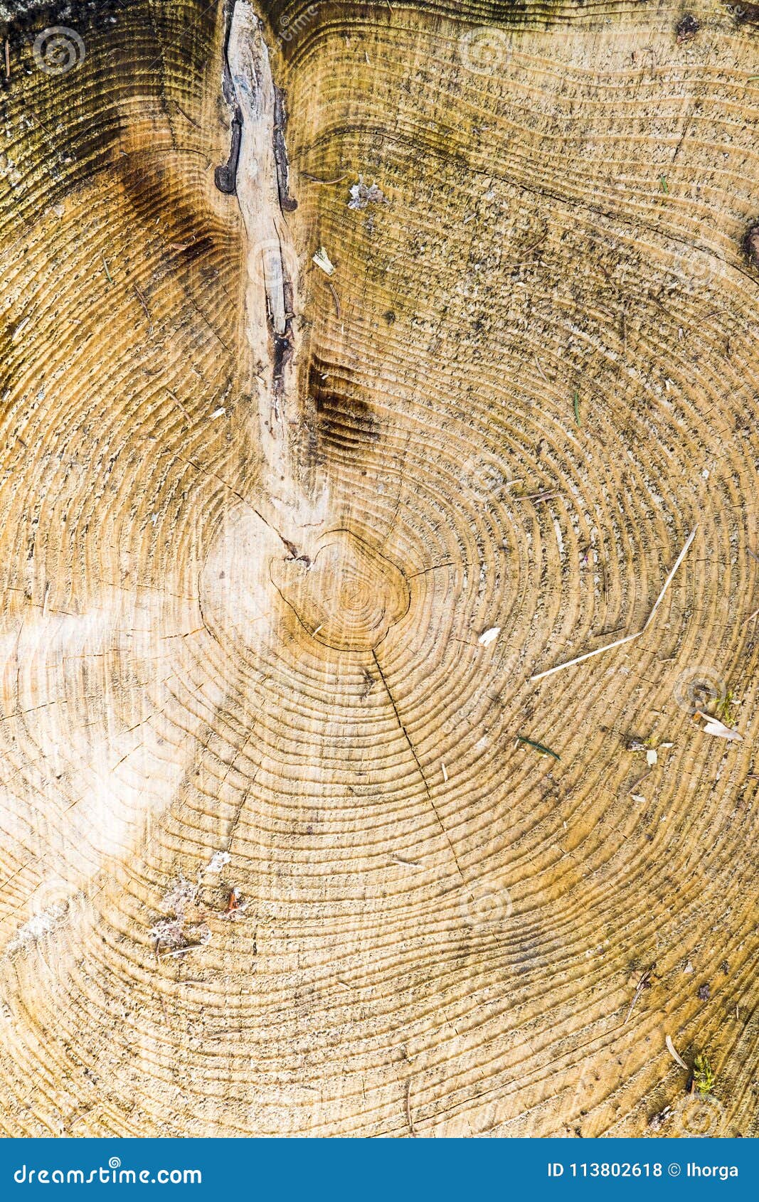 Wood Texture with Tree Rings Stock Photo - Image of background, natural ...