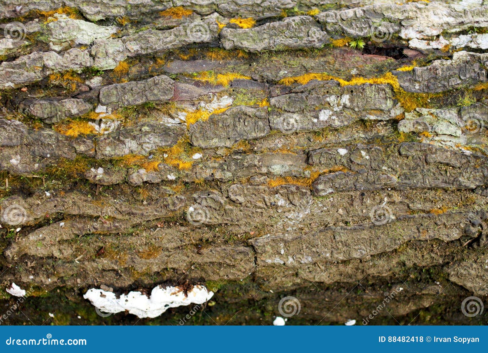 Wood Texture / Tree Skin Texture Stock Photo - Image of bark, editor ...