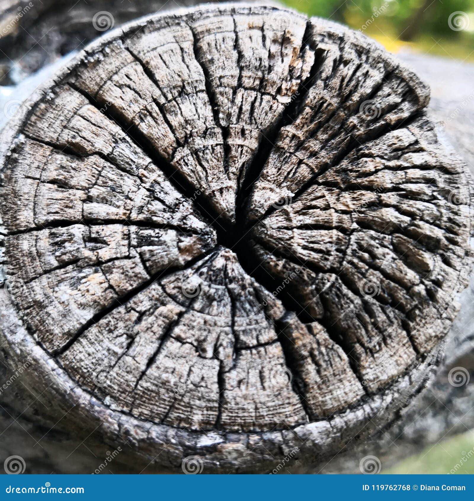 Wood Texture on a Tree Trunk Cut Stock Photo - Image of nature, grain ...