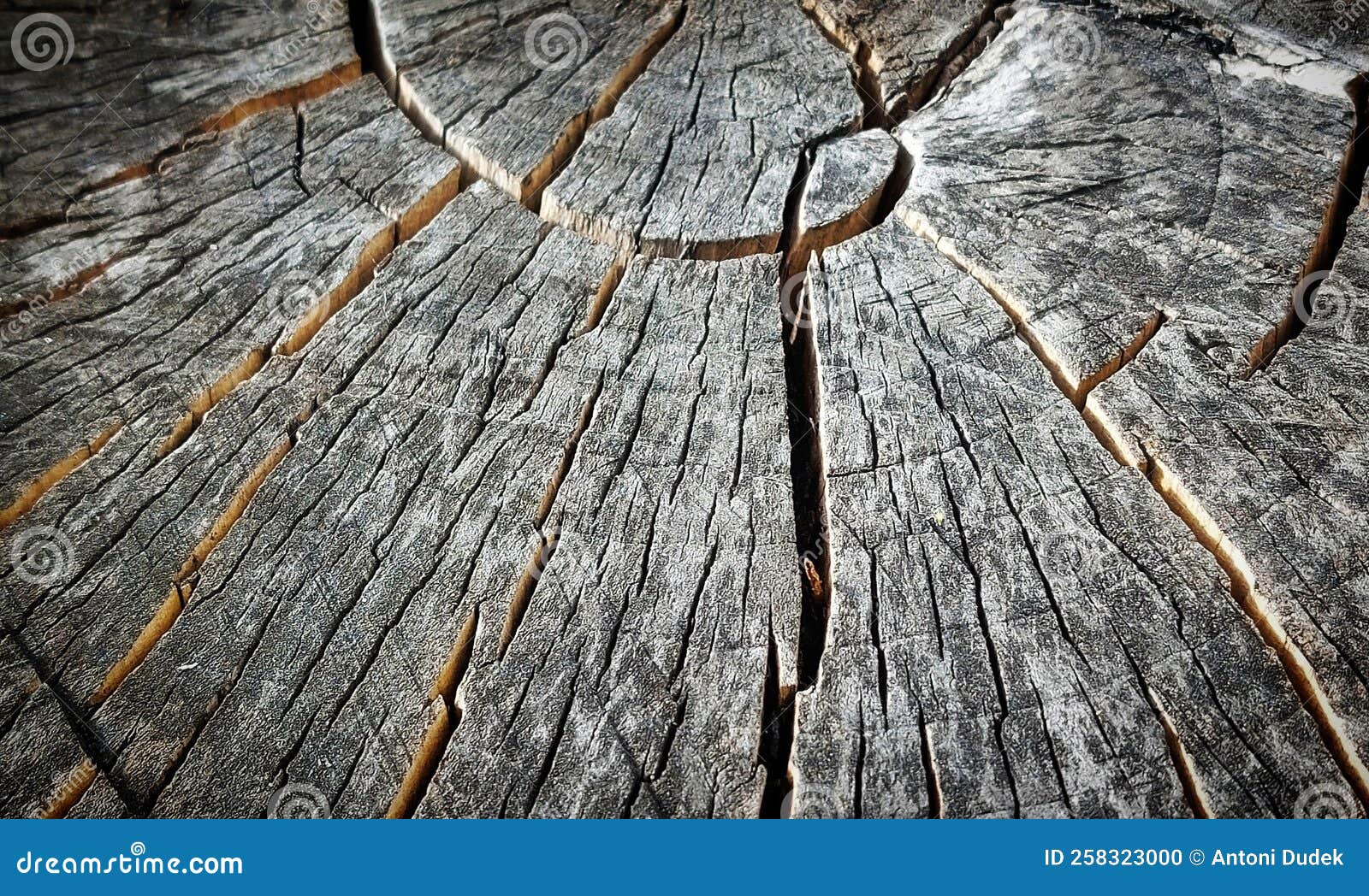 Wood Texture of a Tree Trunk Stock Photo - Image of wood, texture ...