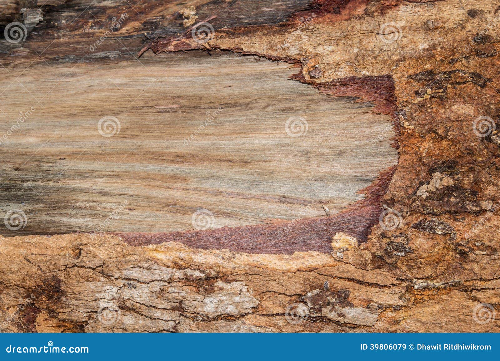Wood Texture (trees from Forest) Stock Image - Image of texture ...