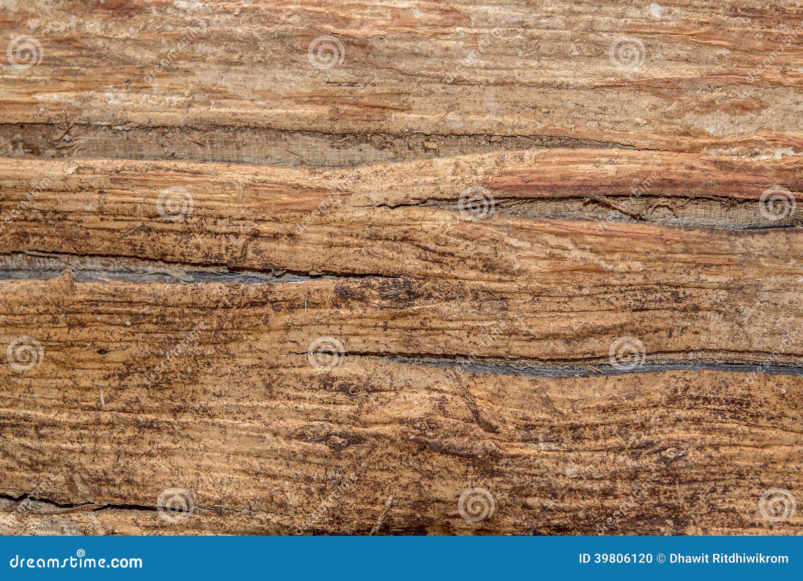 Wood Texture (trees from Forest) Stock Photo - Image of outcrop ...