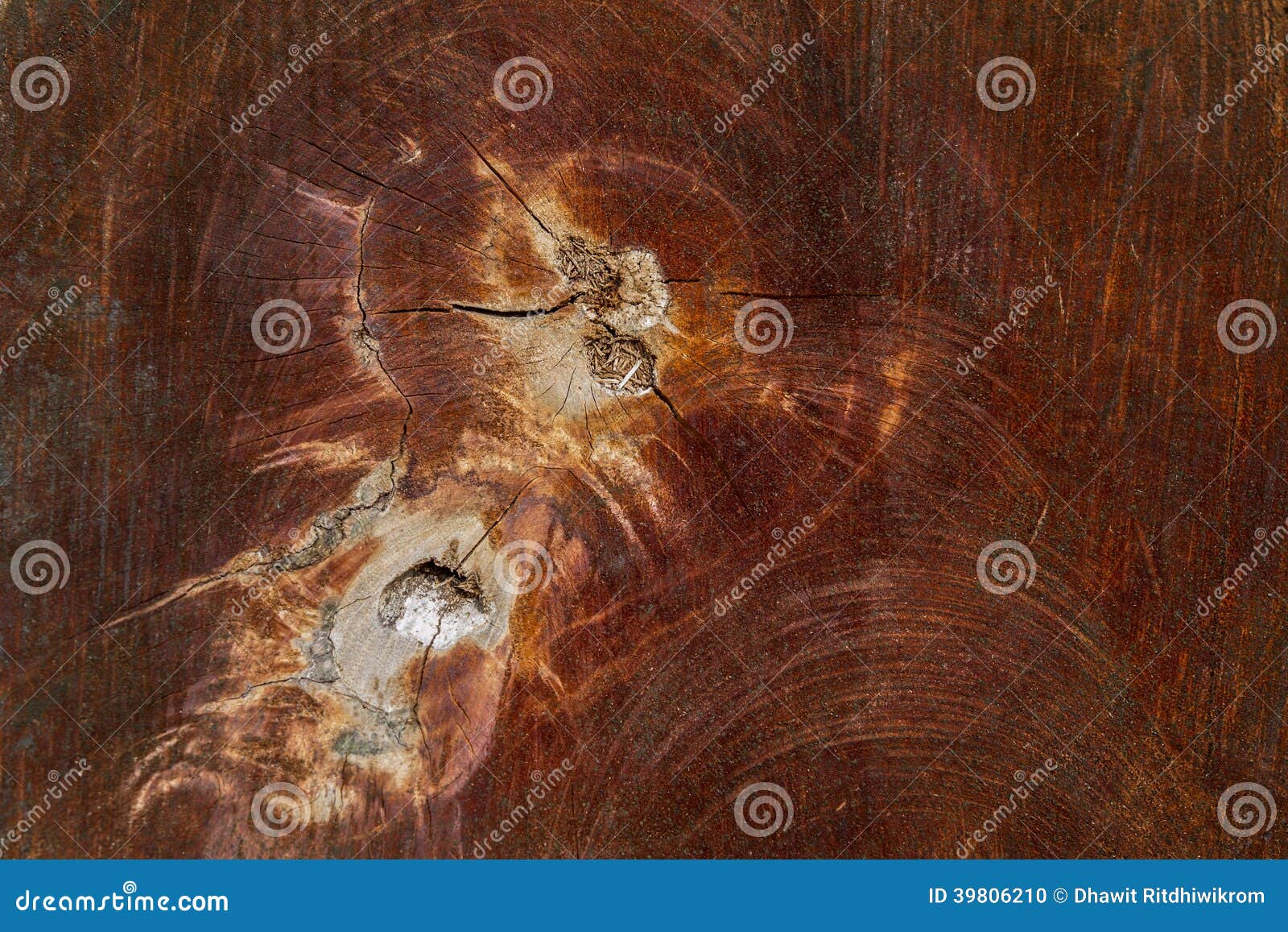 Wood Texture (trees from Forest) Stock Photo - Image of wood, fauna ...