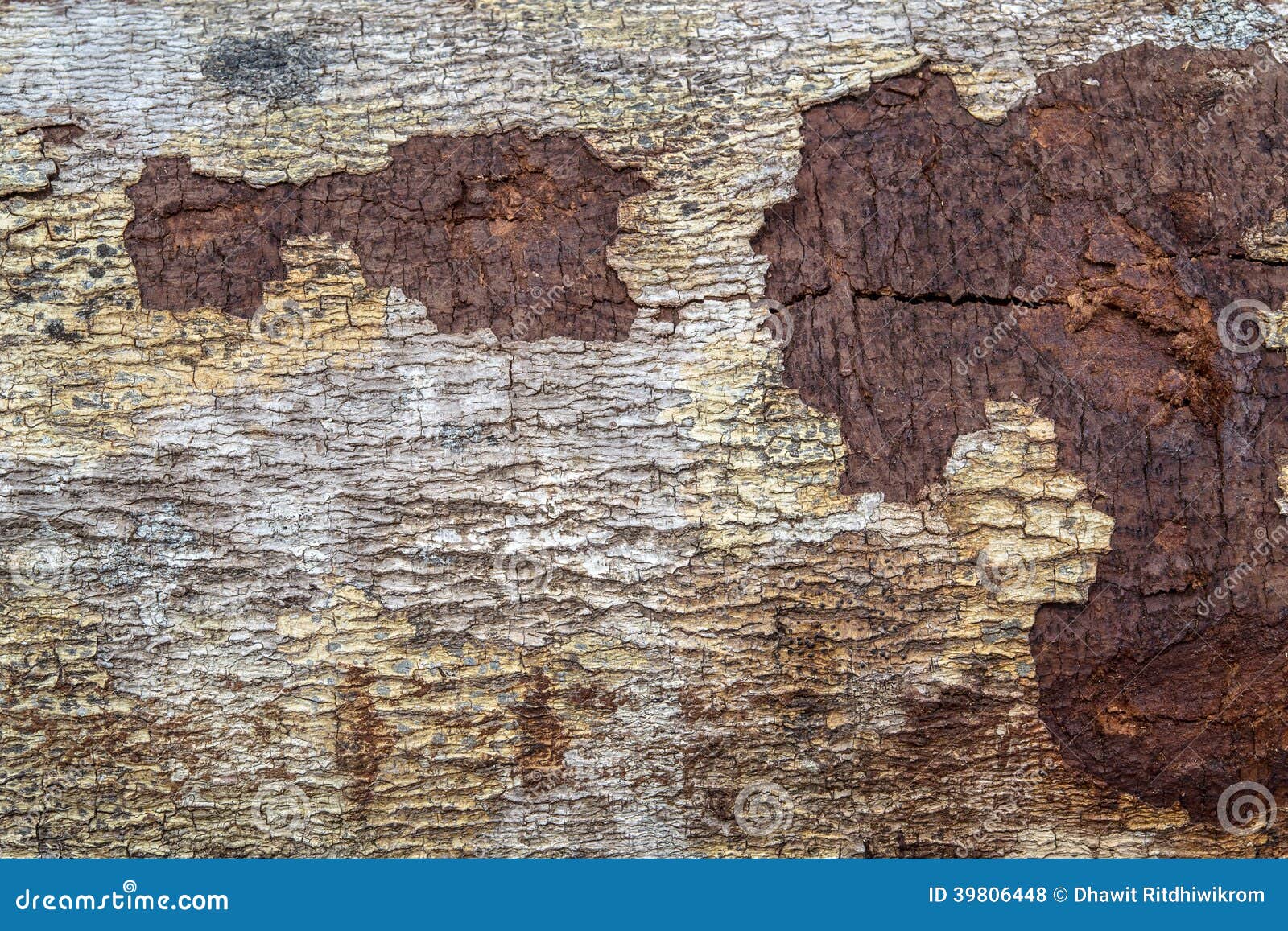 Wood Texture (trees from Forest) Stock Photo - Image of background ...