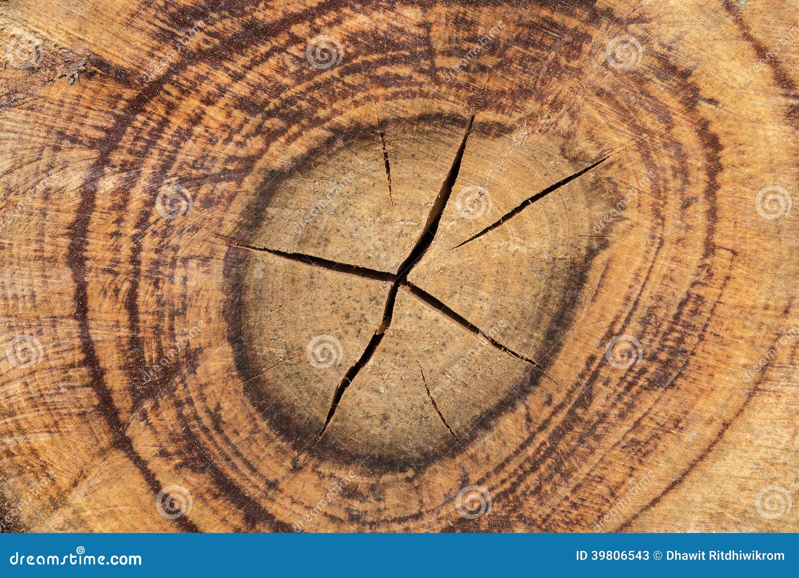 Wood Texture (trees from Forest) Stock Image - Image of circle, tree ...