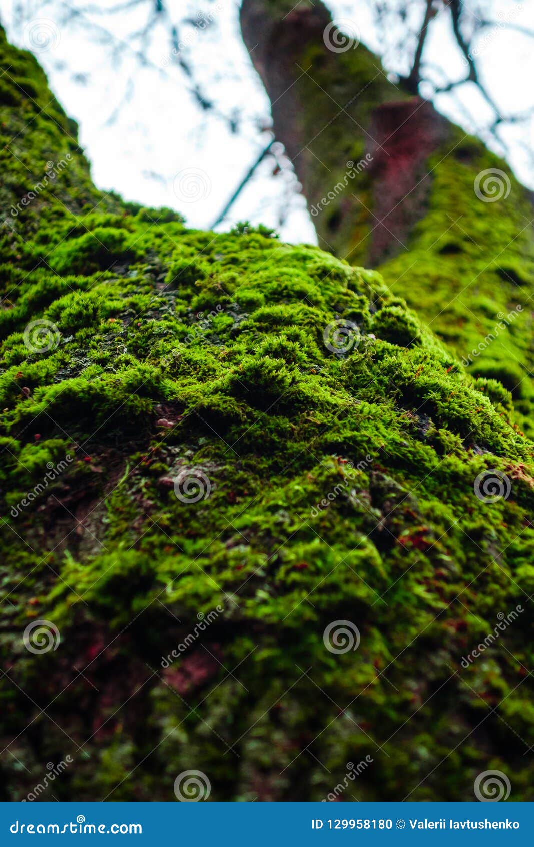 Wood Texture with Wet Moss on it Stock Photo - Image of stone, natural ...